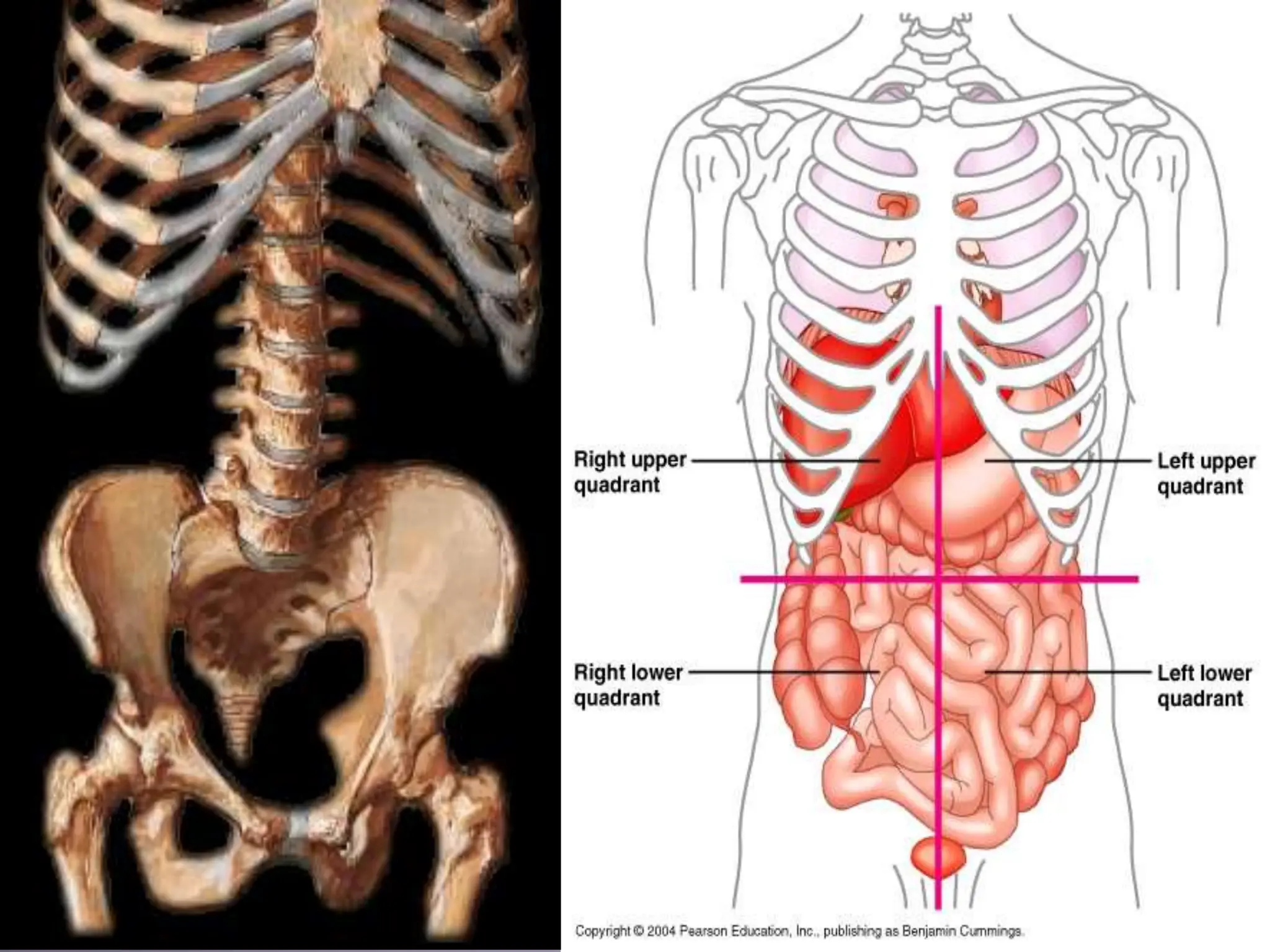 lecture 2.pptx on abdomen internal external | PPT