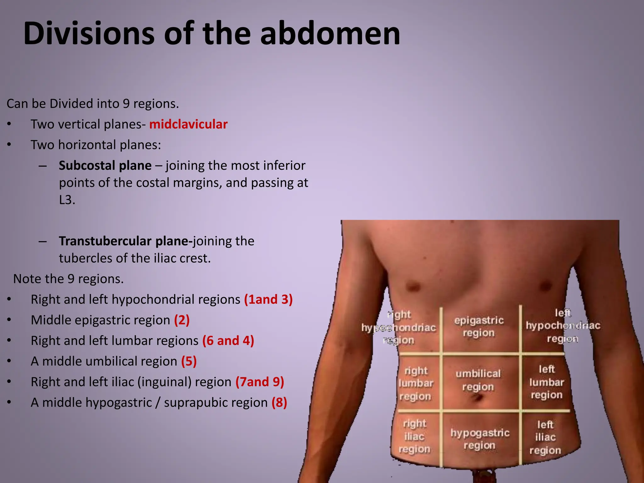 lecture 2.pptx on abdomen internal external | PPT