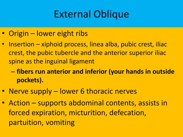 lecture 2.pptx on abdomen internal external | PPT