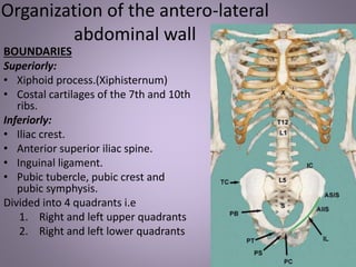 lecture 2.pptx on abdomen internal external | PPTX