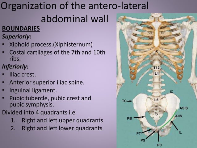 lecture 2.pptx on abdomen internal external | PPT