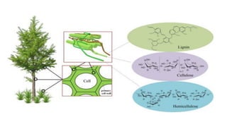 Introduction biomass and its structure and uses | PDF