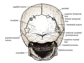 The anatomy of the head and neck region ppt | PPTX