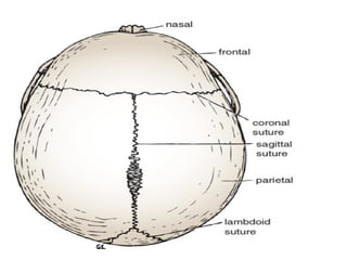 The anatomy of the head and neck region ppt | PPTX