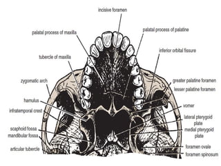 The anatomy of the head and neck region ppt | PPTX