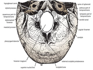 The anatomy of the head and neck region ppt | PPTX