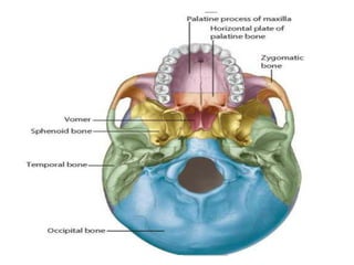 The anatomy of the head and neck region ppt | PPTX