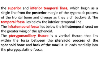 The anatomy of the head and neck region ppt | PPT