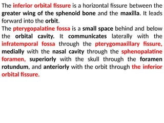 The anatomy of the head and neck region ppt | PPT