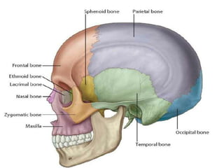 The anatomy of the head and neck region ppt | PPTX