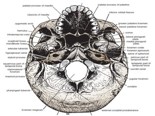 The anatomy of the head and neck region ppt | PPTX