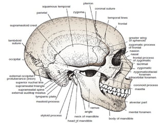 The anatomy of the head and neck region ppt | PPTX