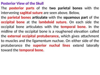 The anatomy of the head and neck region ppt | PPT