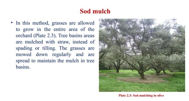 Lecture_8 Clean cultivation and sod culture.pptx