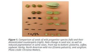 Characteristics of wild and domesticated spp | PPTX