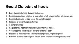 Dominance of insects, classification of phylum arthropoda | PPTX