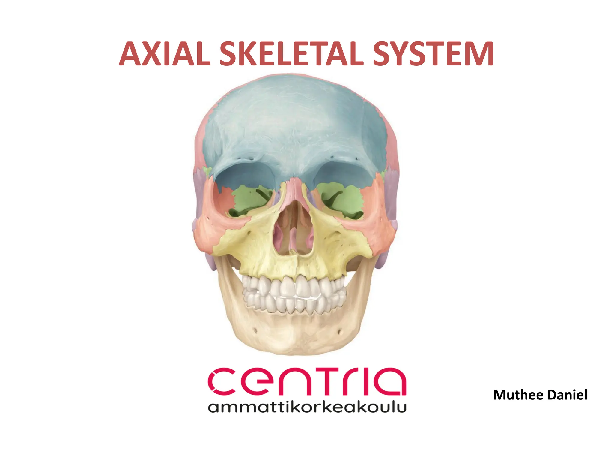 Basic human anatomy. axial Lecture 2.pdf