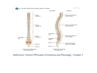 Basic human anatomy. axial Lecture 2.pdf