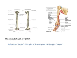 Basic human anatomy. axial Lecture 2.pdf