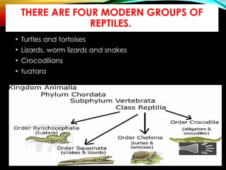 lecture 2. classification of reptiles pptx | PPTX