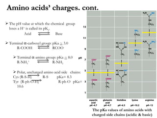 Lecture 2 3 protein chemistry | PPT