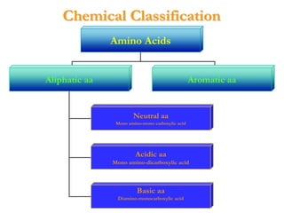 Lecture 2 3 protein chemistry | PPT