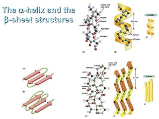 Lecture 2 3 protein chemistry | PPT