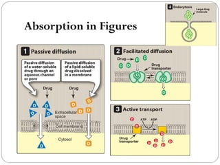 Pharmacokinetics Lecture - Absorption.ppt