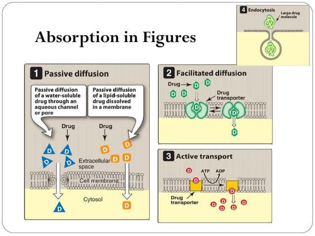 Pharmacokinetics Lecture - Absorption.ppt