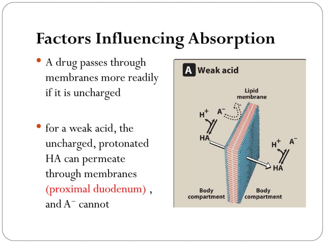 Pharmacokinetics Lecture - Absorption.ppt
