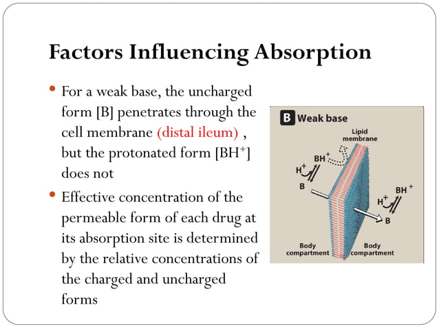 Pharmacokinetics Lecture - Absorption.ppt