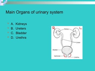 Comprehensive Overview of the Urinary System: Anatomy, Physiology, and ...