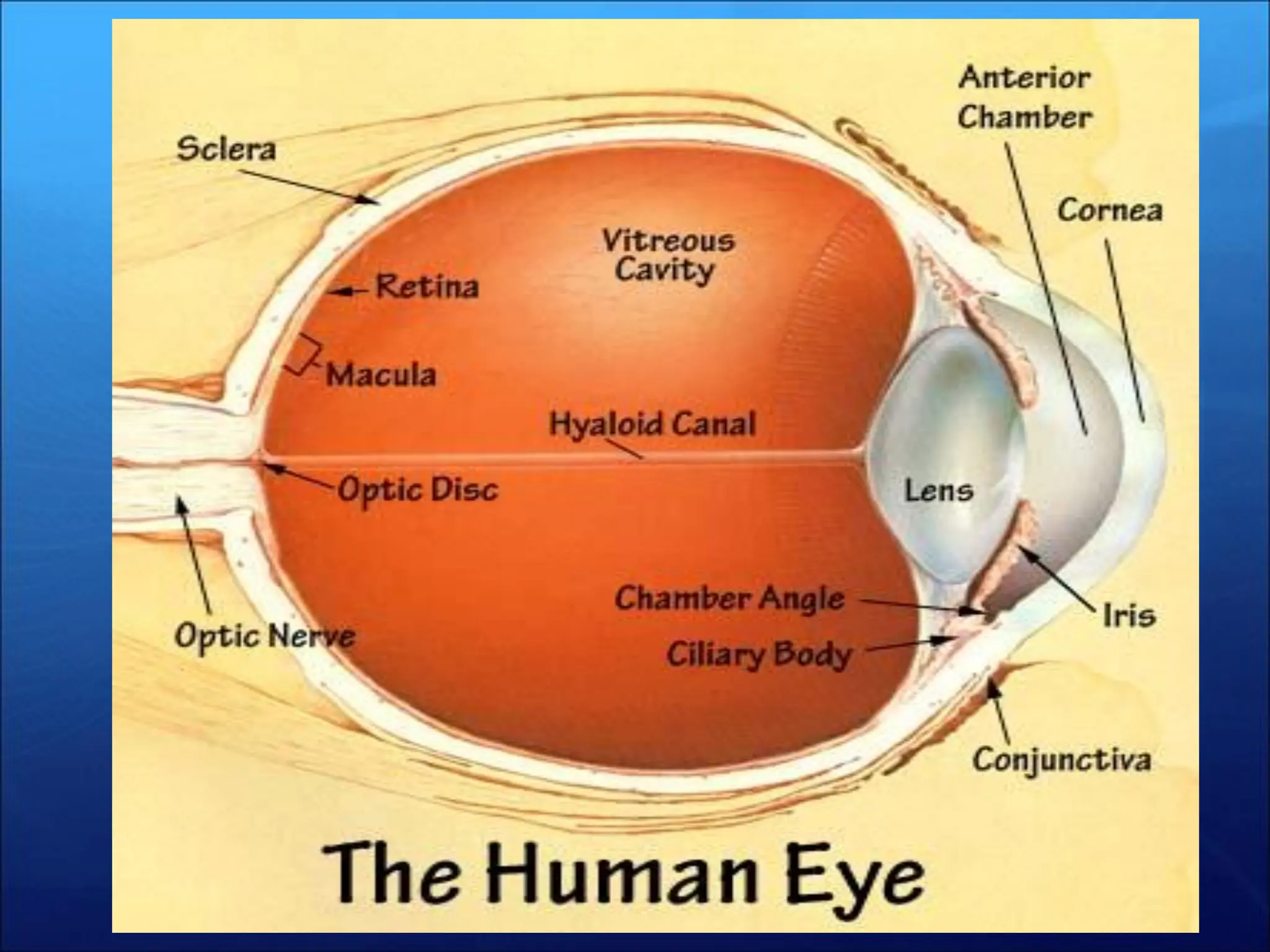 Lecture 2- Anatomy and physiology of eye.pdf