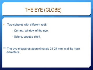 Lecture 2- Anatomy and physiology of eye.pdf