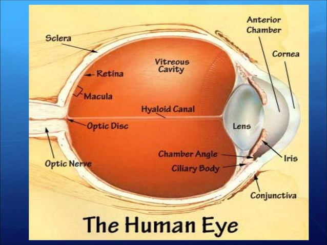 Lecture 2- Anatomy and physiology of eye.pdf