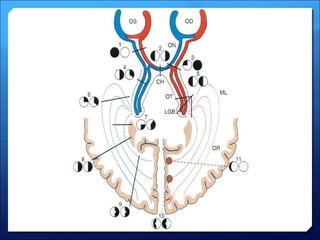 Lecture 2- Anatomy and physiology of eye.pdf