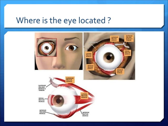 Lecture 2- Anatomy and physiology of eye.pdf