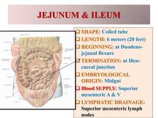 Lecture 2- ANATOMY OF SMALL INTESTINE.ppt