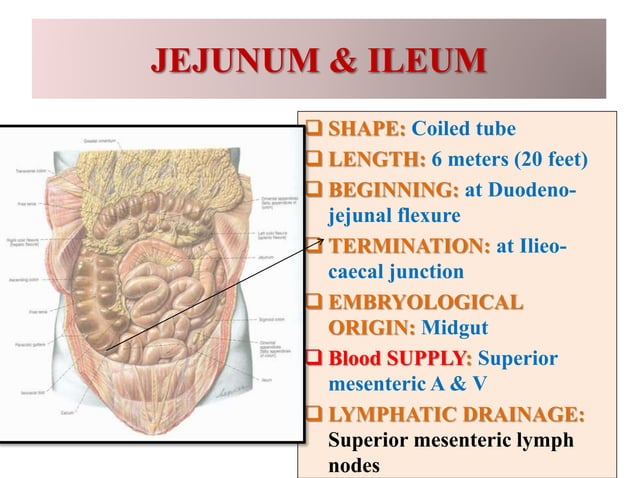 Lecture 2- ANATOMY OF SMALL INTESTINE.ppt