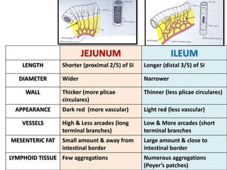 Lecture 2- ANATOMY OF SMALL INTESTINE.ppt