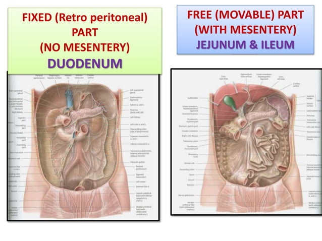 Lecture 2- ANATOMY OF SMALL INTESTINE.ppt
