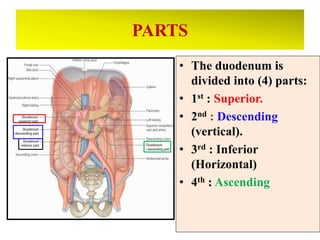 Lecture 2- ANATOMY OF SMALL INTESTINE.ppt