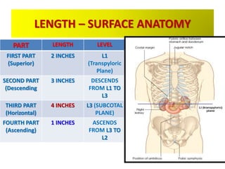 Lecture 2- ANATOMY OF SMALL INTESTINE.ppt