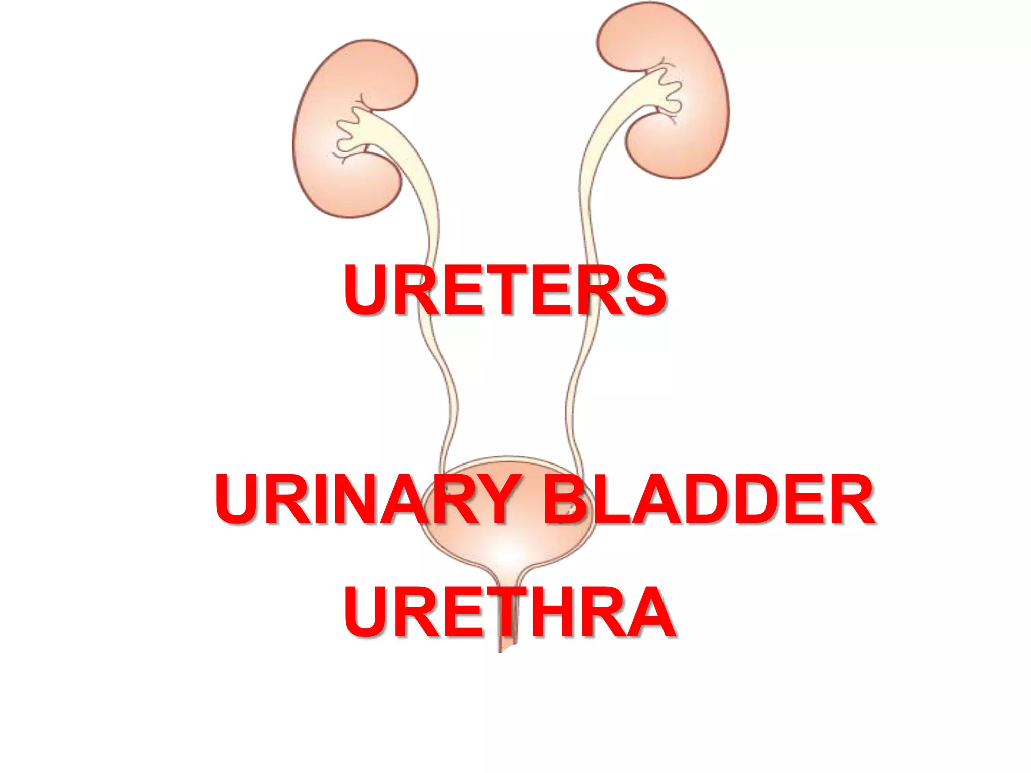 Lecture 2- Anatomy of Ureter, Urinary Bladder & Urethra.ppt