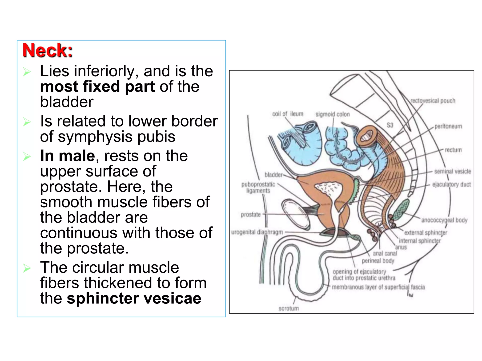 Lecture 2- Anatomy of Ureter, Urinary Bladder & Urethra.ppt