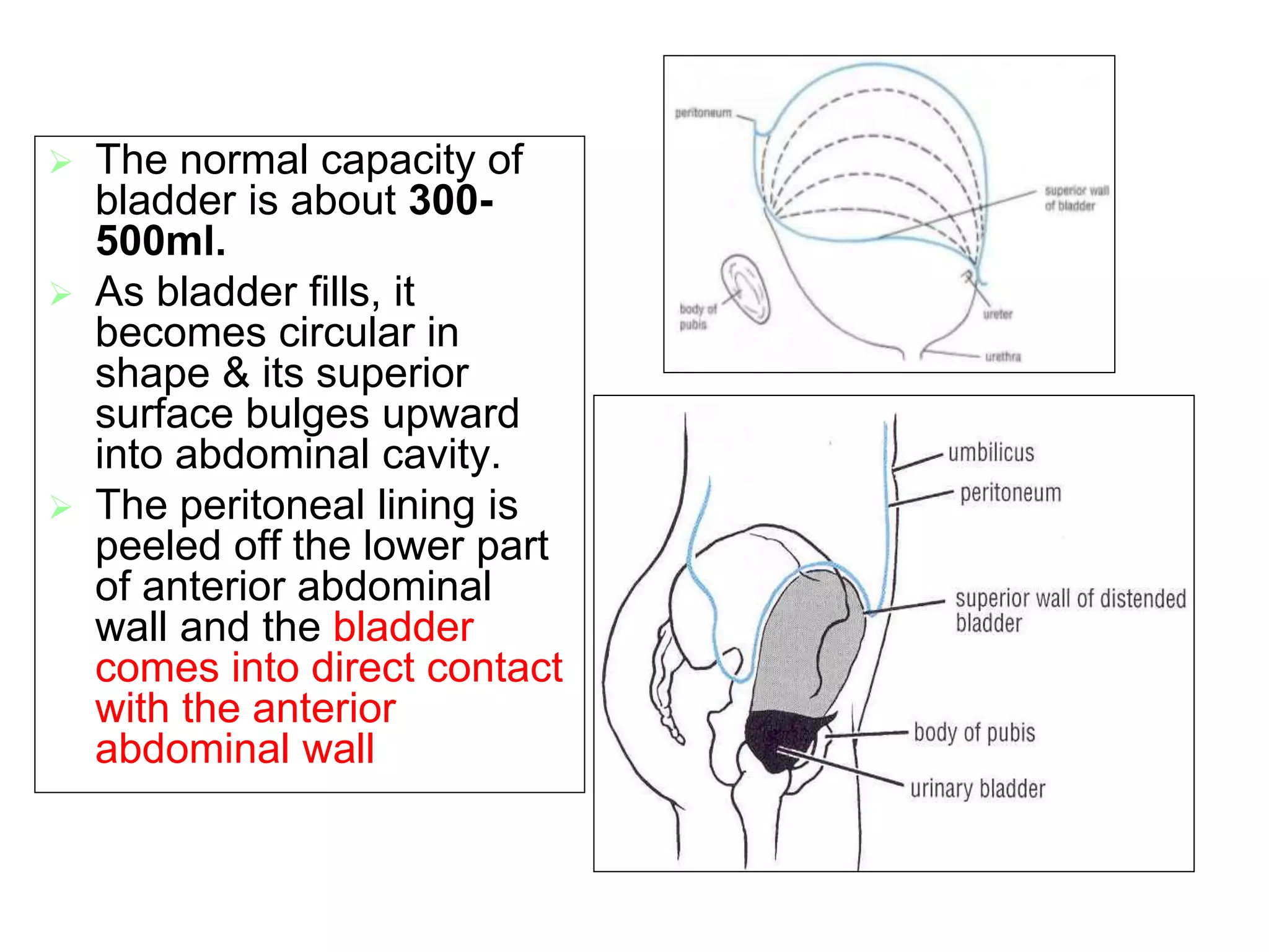 Lecture 2- Anatomy of Ureter, Urinary Bladder & Urethra.ppt