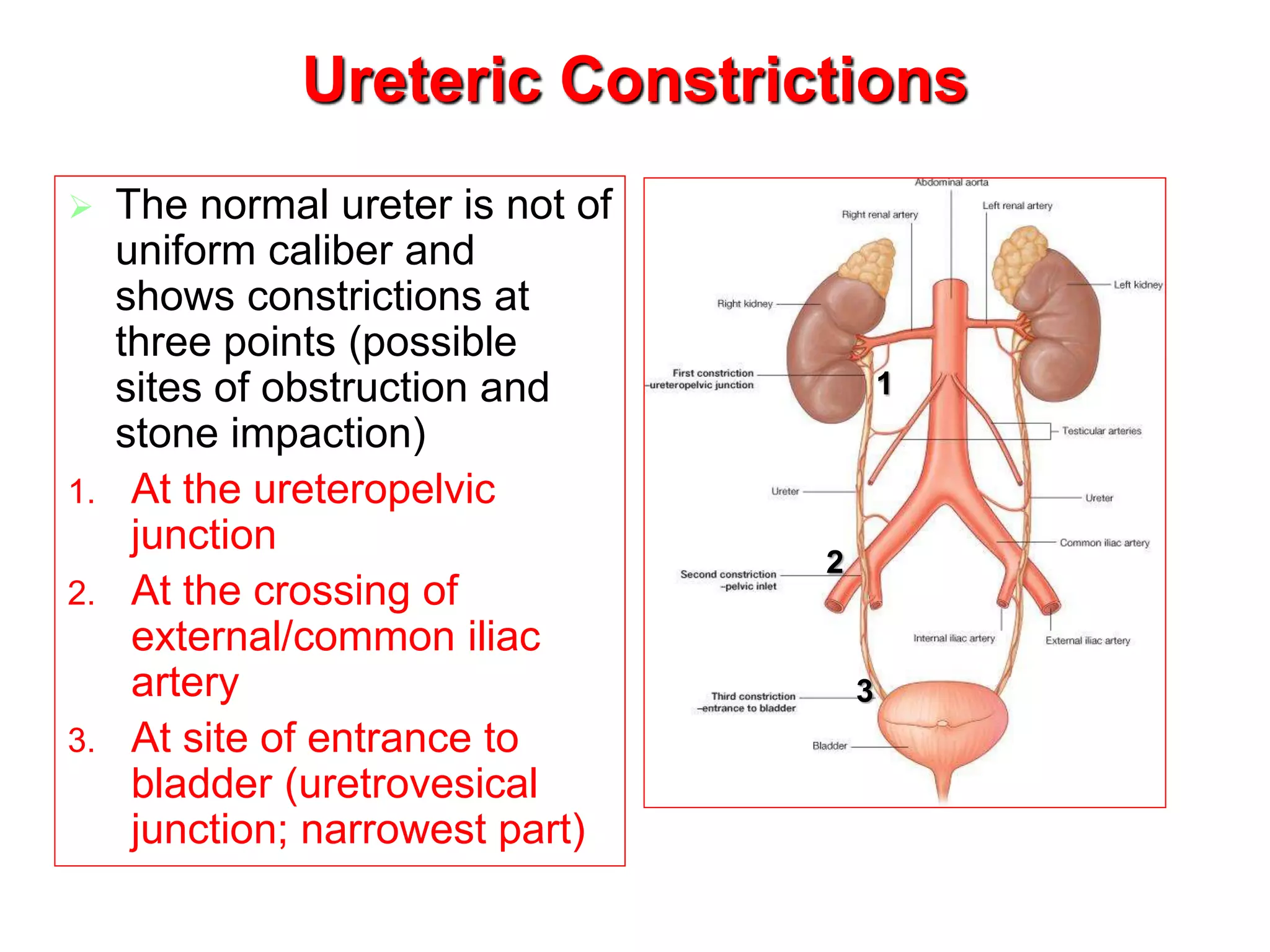 Lecture 2- Anatomy of Ureter, Urinary Bladder & Urethra.ppt