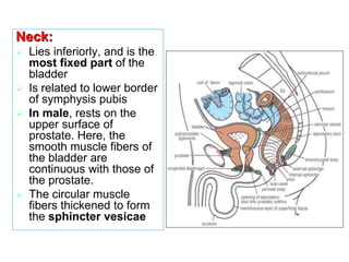 Lecture 2- Anatomy of Ureter, Urinary Bladder & Urethra.ppt
