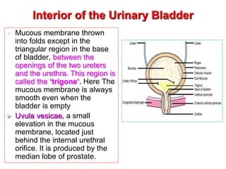 Lecture 2- Anatomy of Ureter, Urinary Bladder & Urethra.ppt