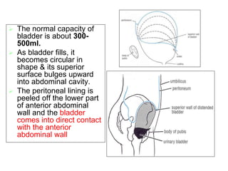 Lecture 2- Anatomy of Ureter, Urinary Bladder & Urethra.ppt